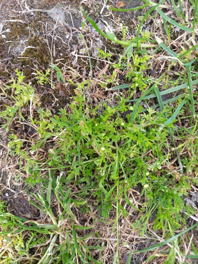 Common Cotula from Christchurch Central City, Christchurch, New Zealand ...
