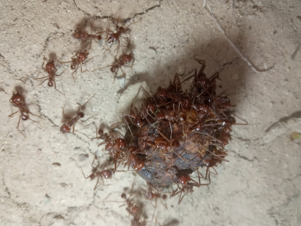 Chicatana Leafcutter Ant from La Arrocera, 81318 Ahome, Sin., México on ...