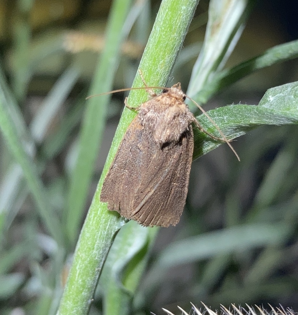 Cutworm Moths and Allies in October 2023 by Hannah. XX102 · iNaturalist