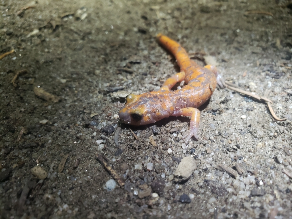 Ensatina from Sierra National Forest, Fresno County, US-CA, US on ...