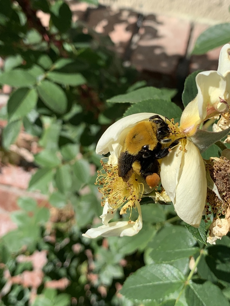 Morrison's Bumble Bee from Inyo National Forest, Lee Vining, CA, US on ...
