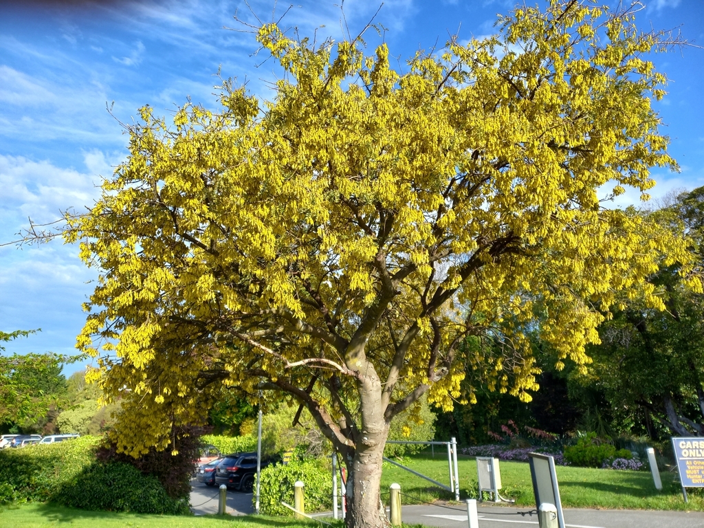 Large-leaved kowhai from Cashmere, Christchurch, New Zealand on October ...