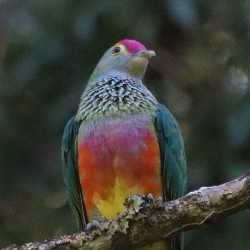 Fruit Doves (Ptilinopus) - Avian Discovery
