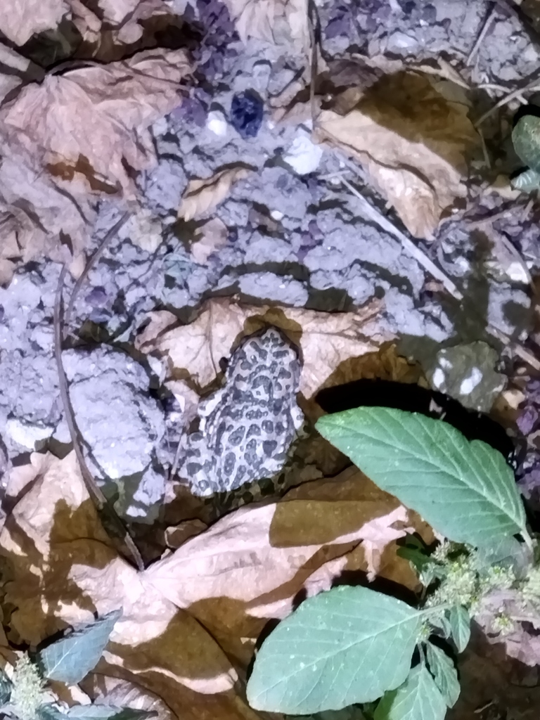 European Green Toad from 4292 Dobri Dol, Bulgaria on October 8, 2023 at ...