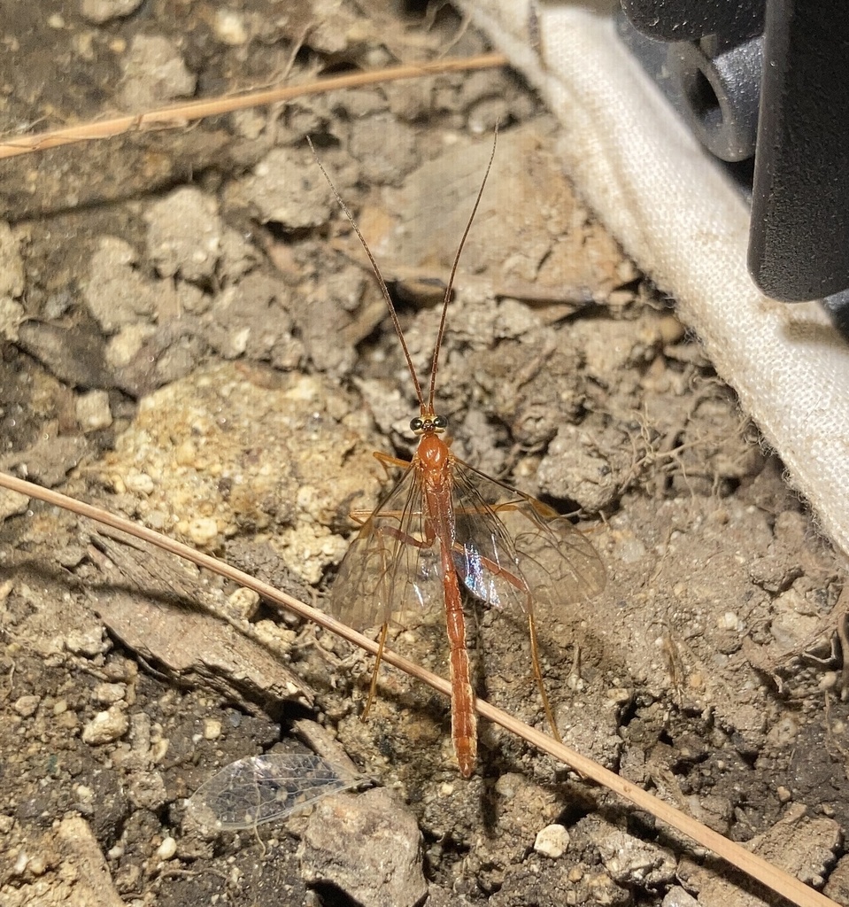 Netelia in October 2023 by Hannah · iNaturalist