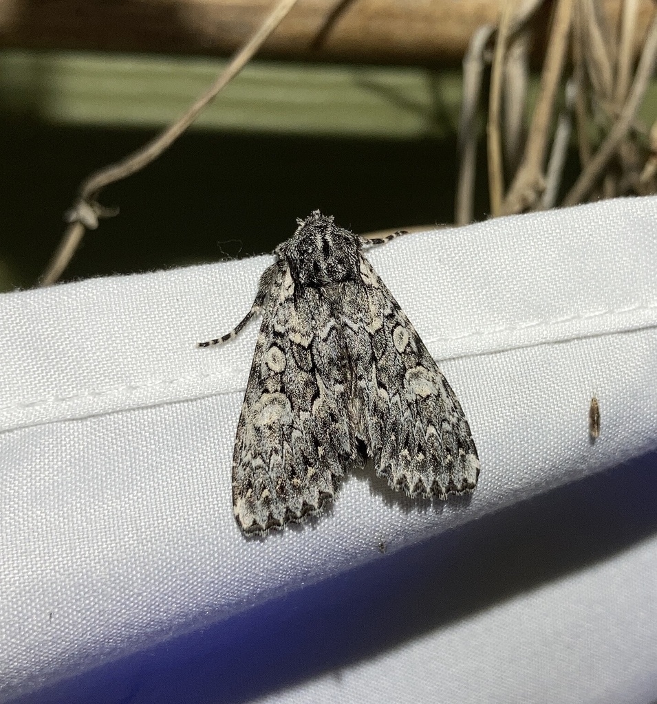 Dagger Moths in October 2023 by Hannah · iNaturalist