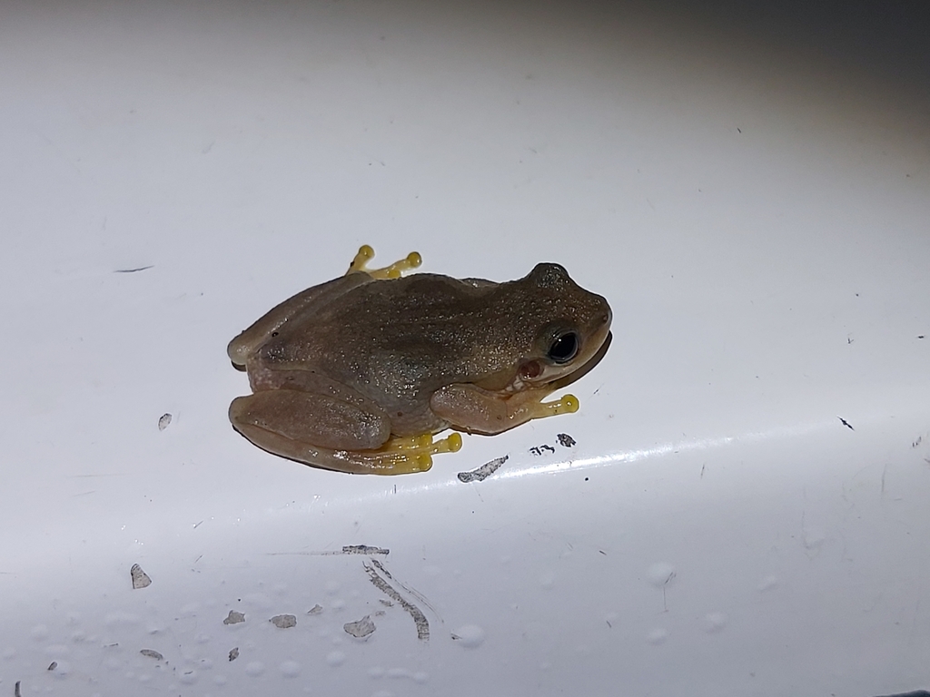Bleating Tree Frog from Dorrigo Mountain NSW 2453, Australia on January ...