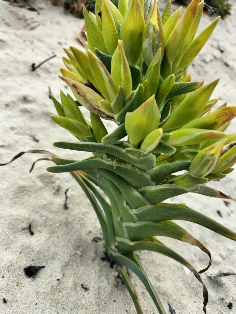 Starfish lily from Bergrivier Municipality, South Africa on October 8 ...