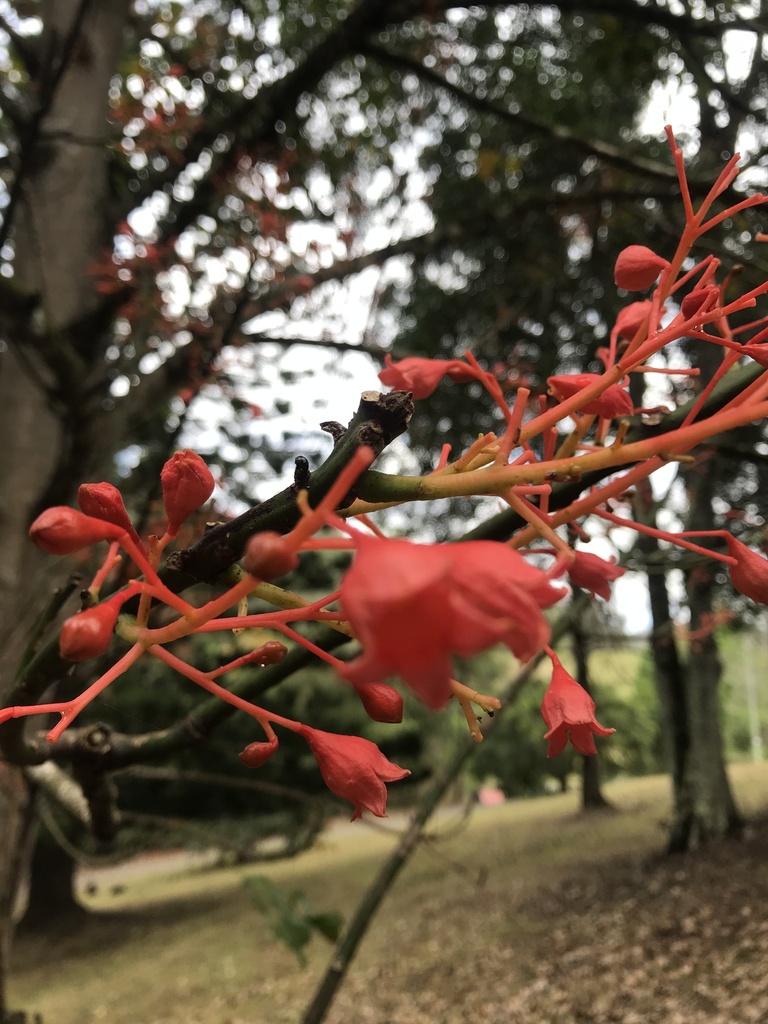flame tree from Brookfield (incl. Brisbane Forest Park), AU-QL, AU on ...