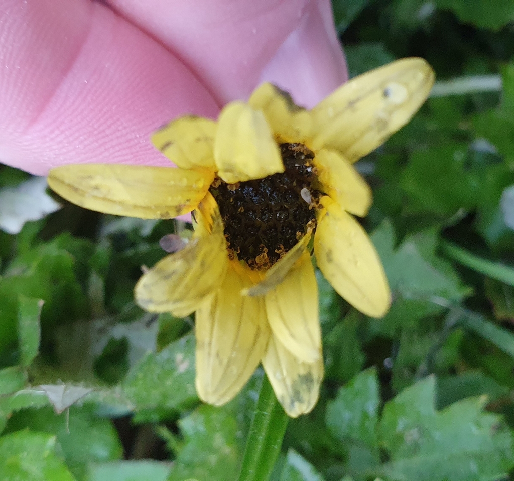 Capeweed from Papaioea, Palmerston North Central, Palmerston North, New ...
