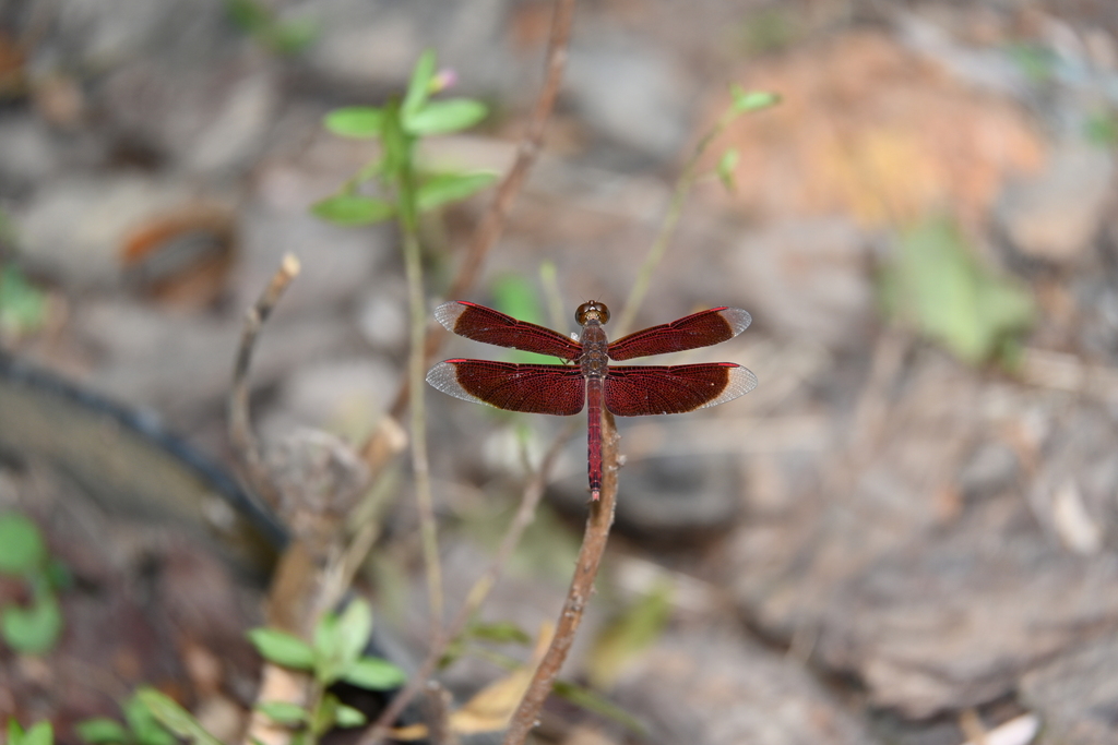 Common Parasol from Woodlands, Singapore on October 9, 2023 at 10:42 AM ...