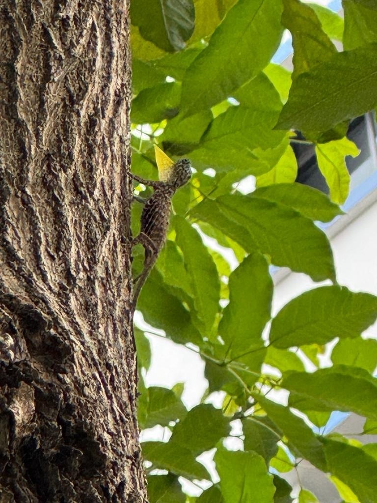 Sumatran Flying Dragon from Toa Payoh Heights, SG on October 9, 2023 at ...