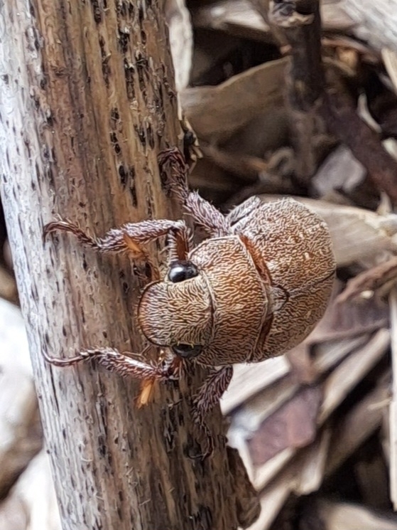Chestnut Brown Chafer from Geochang-gun, Gyeongsangnam-do, South Korea ...