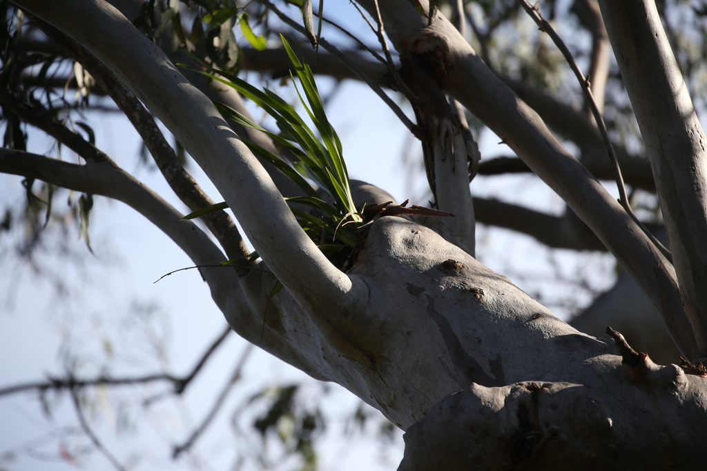 Arrowroot Orchid in October 2023 by Martin Rady · iNaturalist