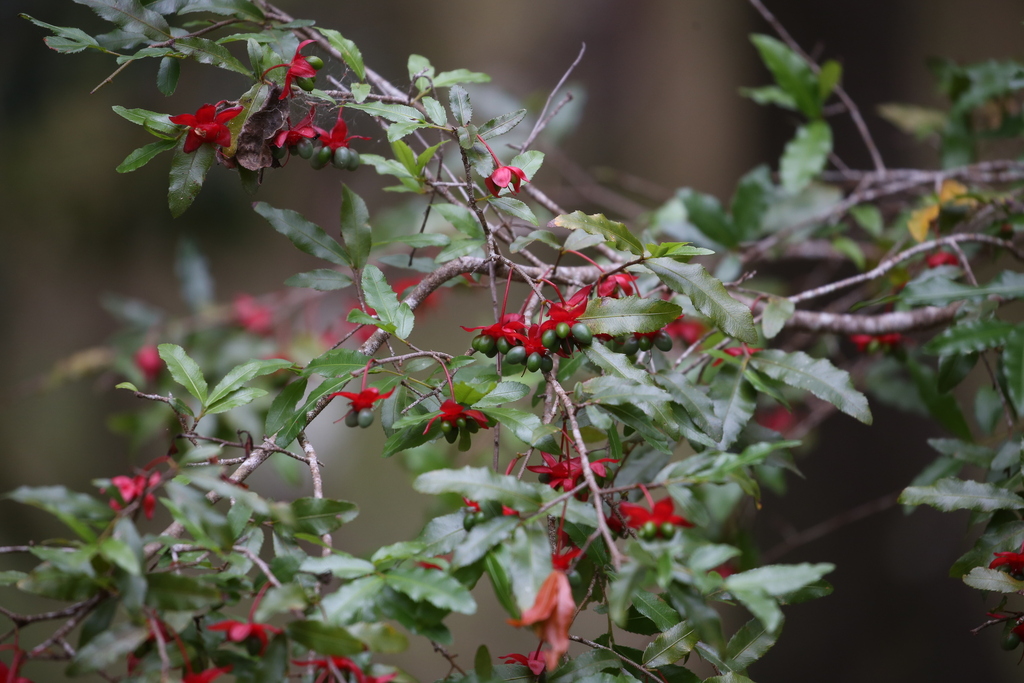 Small-leaved plane from Como QLD 4571, Australia on October 7, 2023 at ...