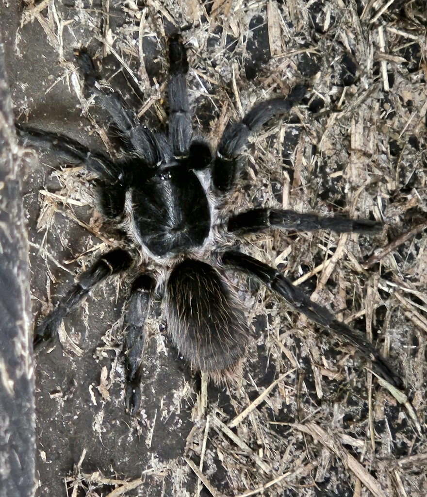 Common Black Baboon Spider from Kenilworth, Cape Town, 7745, South ...