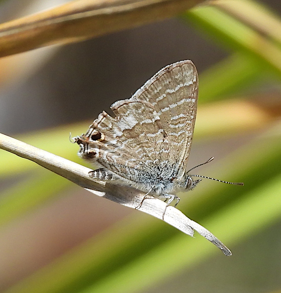 Wattle Blue from Milne Hill Reserve, Chermside West Brisbane QLD ...