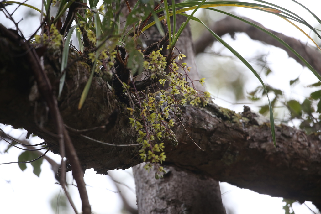 Snake Orchid in October 2023 by Martin Rady · iNaturalist
