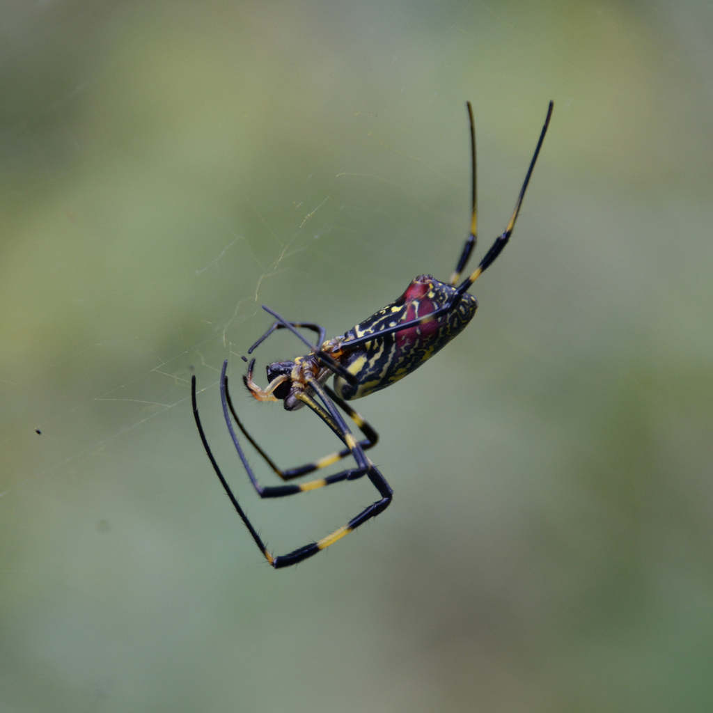 Joro Spider in October 2022 by Alan Broderick · iNaturalist
