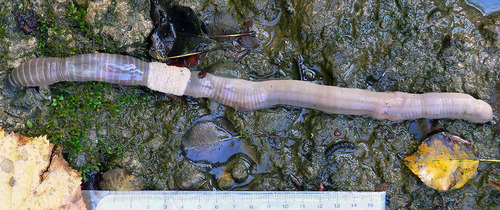 Criodrilus lacuum · iNaturalist