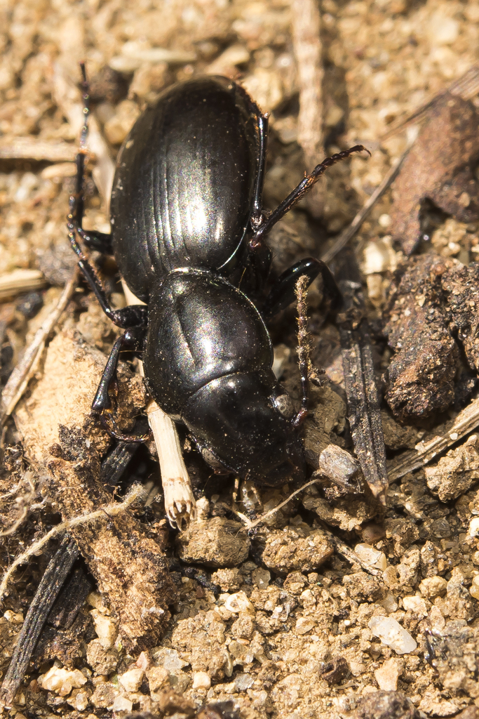 Ground Beetles from Metz NSW 2350, Australia on October 7, 2023 at 11: ...