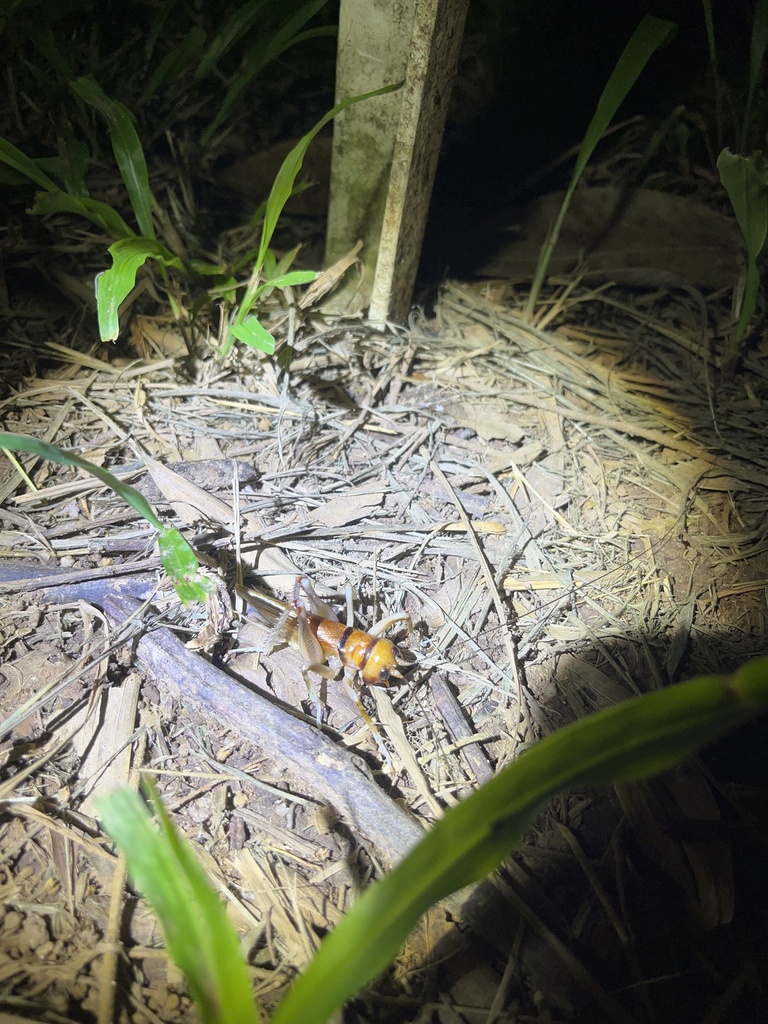 Bull Cricket from Atherton, AU-QL, AU on October 06, 2023 at 07:34 PM ...