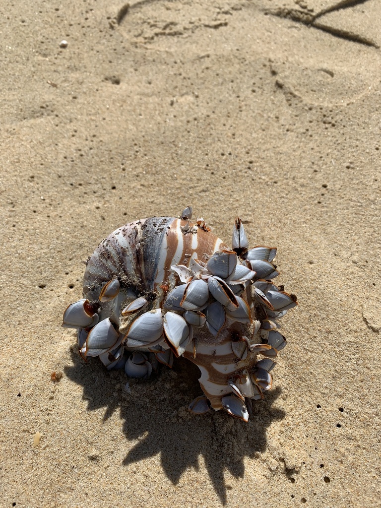 Emperor Nautilus from Bongil Bongil National Park, Bundagen, NSW, AU on ...