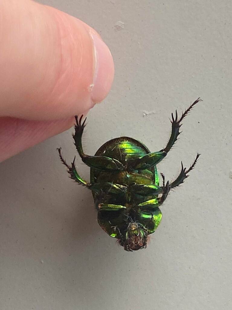Phelotrupes auratus auratus from Higashiyama Ward, Kyoto, Japan on ...