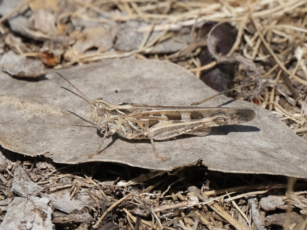 Australian Plague Locust from Monash St, Newstead, VIC, AU on October 9 ...