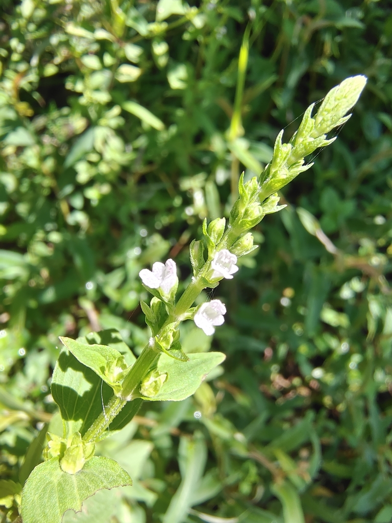 Mosla scabra from Yichun, CN-JX, CN on September 1, 2023 at 10:53 AM by ...
