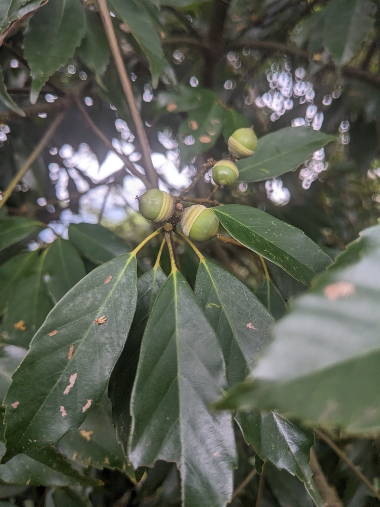 ring-cupped oak from 237台灣新北市三峽區鳶山里 on October 9, 2023 at 12:25 PM by ...