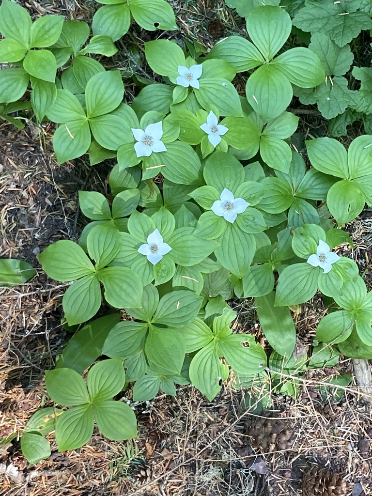 Western Bunchberry from Willamette National Forest, Idanha, OR, US on ...