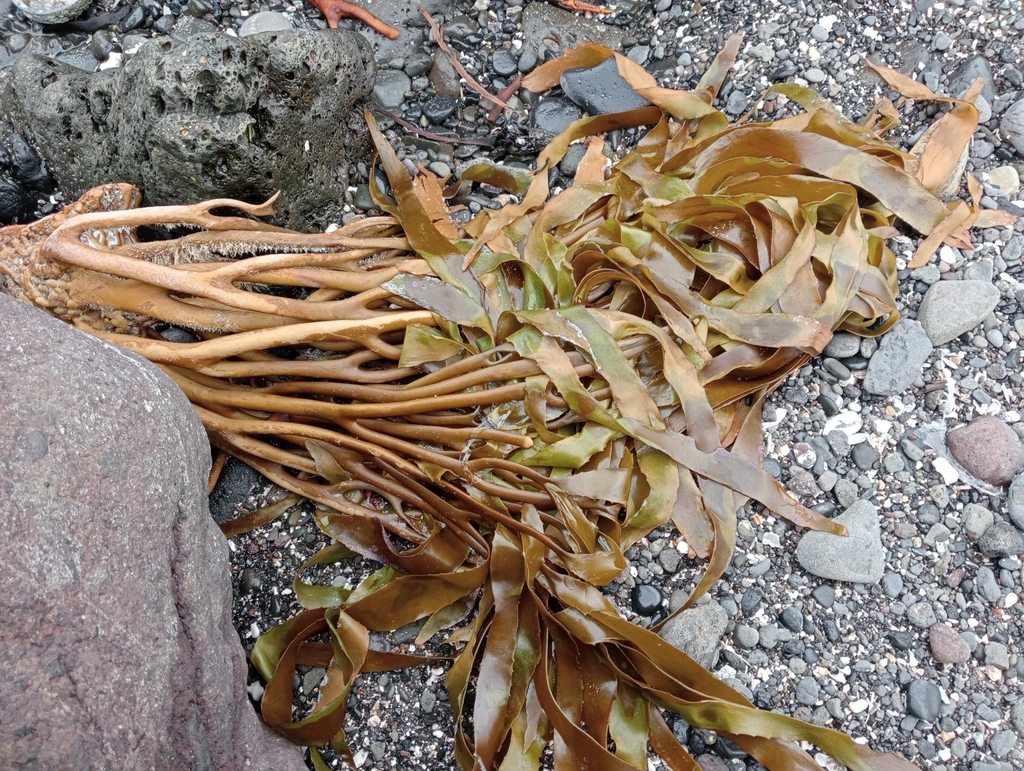 Lessonia tholiformis from Chatham Islands Territory, New Zealand on ...