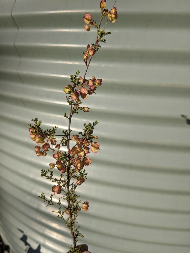 Dodonaea boroniifolia from 115 Boronia Road on October 9, 2023 at 06:03 ...