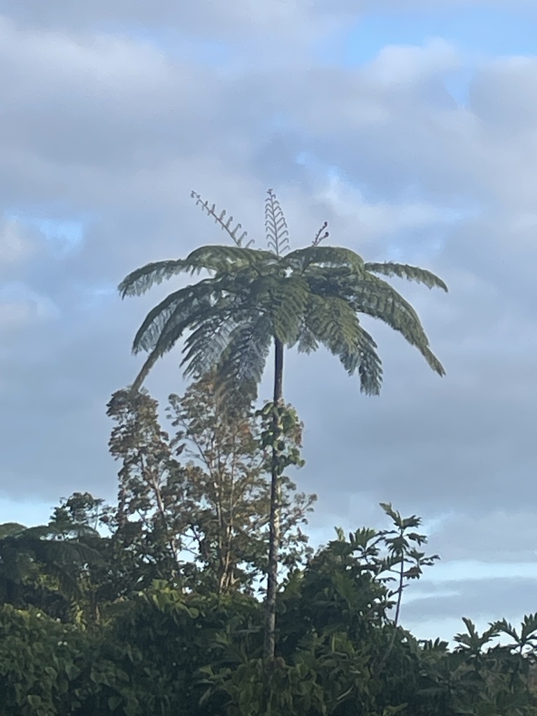scaly tree ferns from Vanua Levu, Fiji, FJ on October 6, 2023 at 05:15 ...