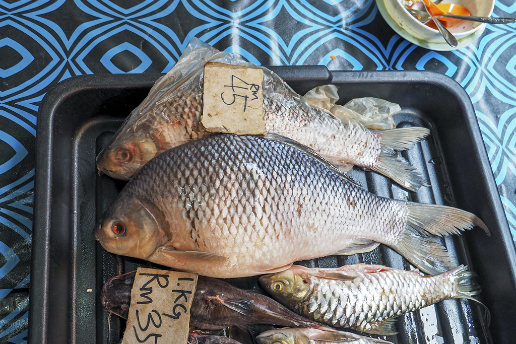(Osteochilus melanopleura) - Marine Life Identification