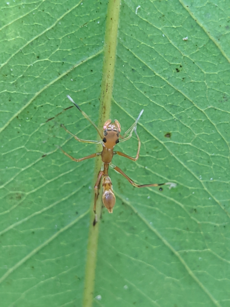 Red Weaver Ant-mimicking Spider from RF52+2X4, Edakkad, Kerala 670663 ...