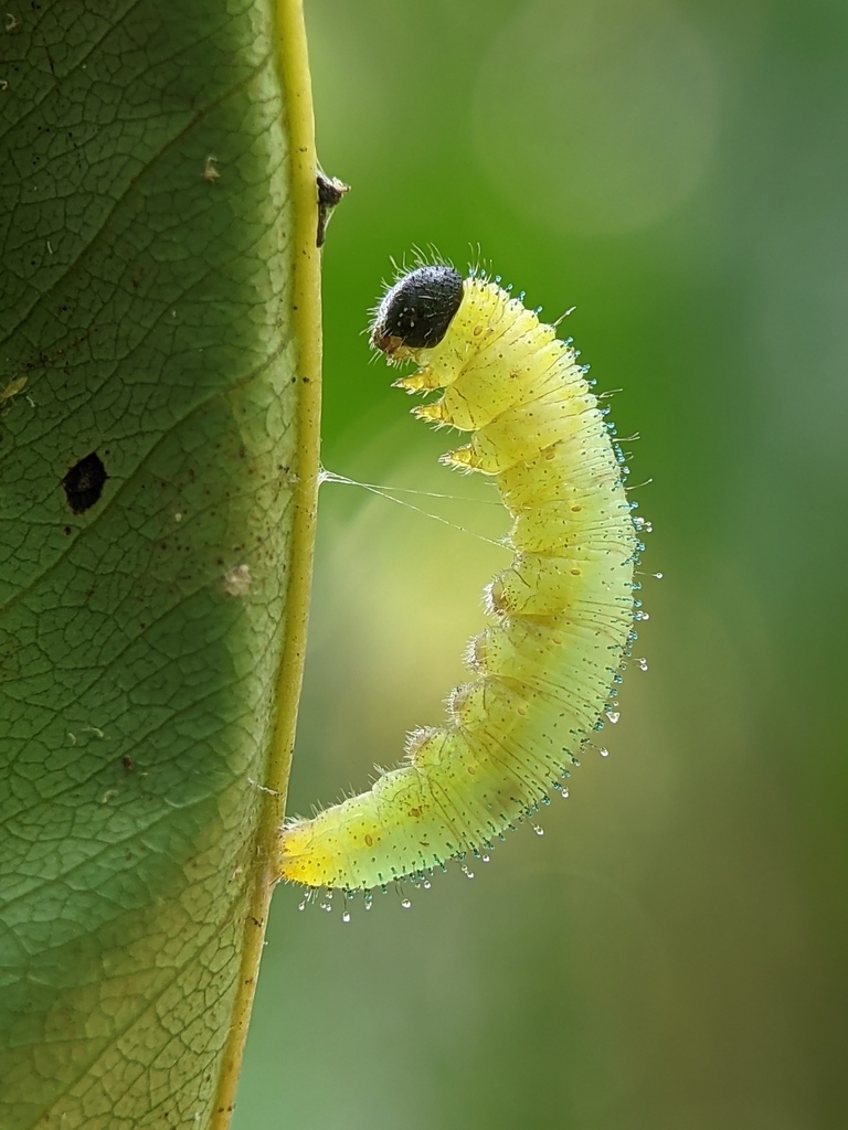 Three-spotted Grass Yellow from RF52+2X4, Edakkad, Kerala 670663, India ...