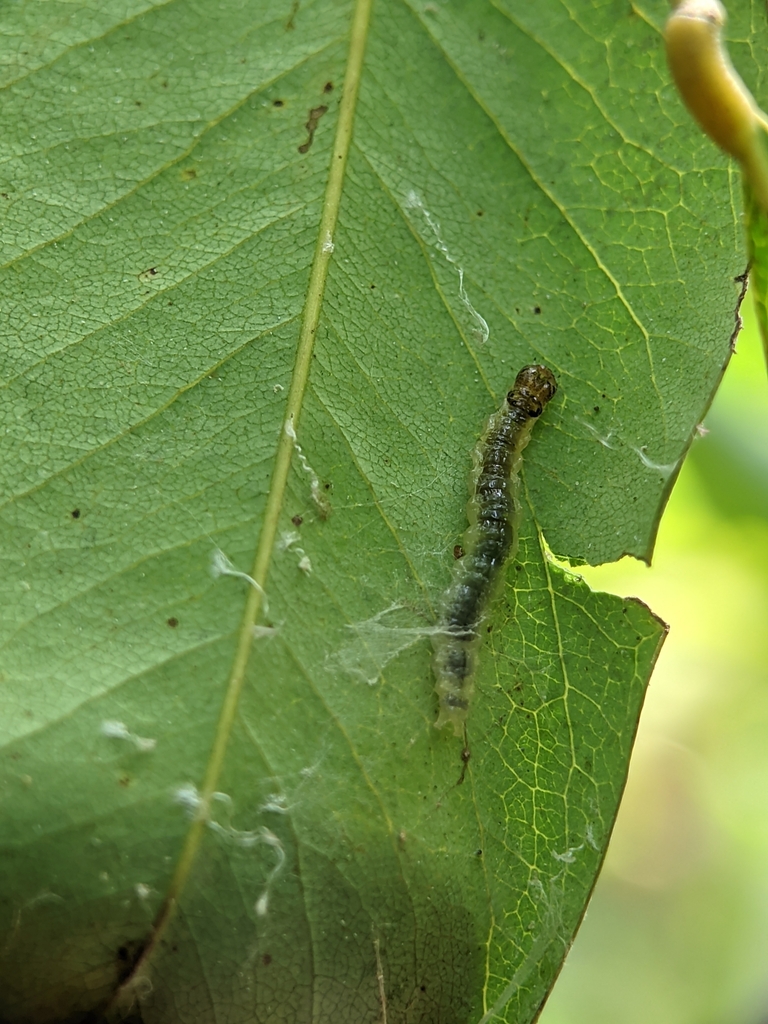 Cotton Leaf Roller from RF52+2X4, Edakkad, Kerala 670663, India on October 9, 2023 at 01:36 PM ...