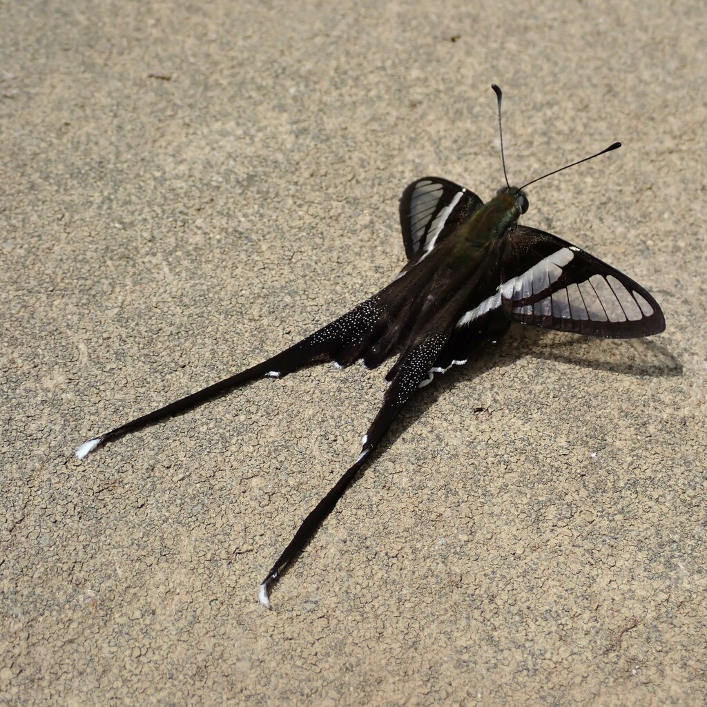 White Dragontail Butterfly from Cúc Phương, Nho Quan, Ninh Bình ...