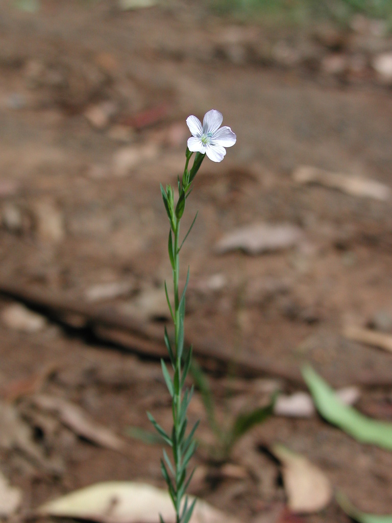 Australian Flax from Silvan VIC 3795, Australia on December 6, 2003 at ...