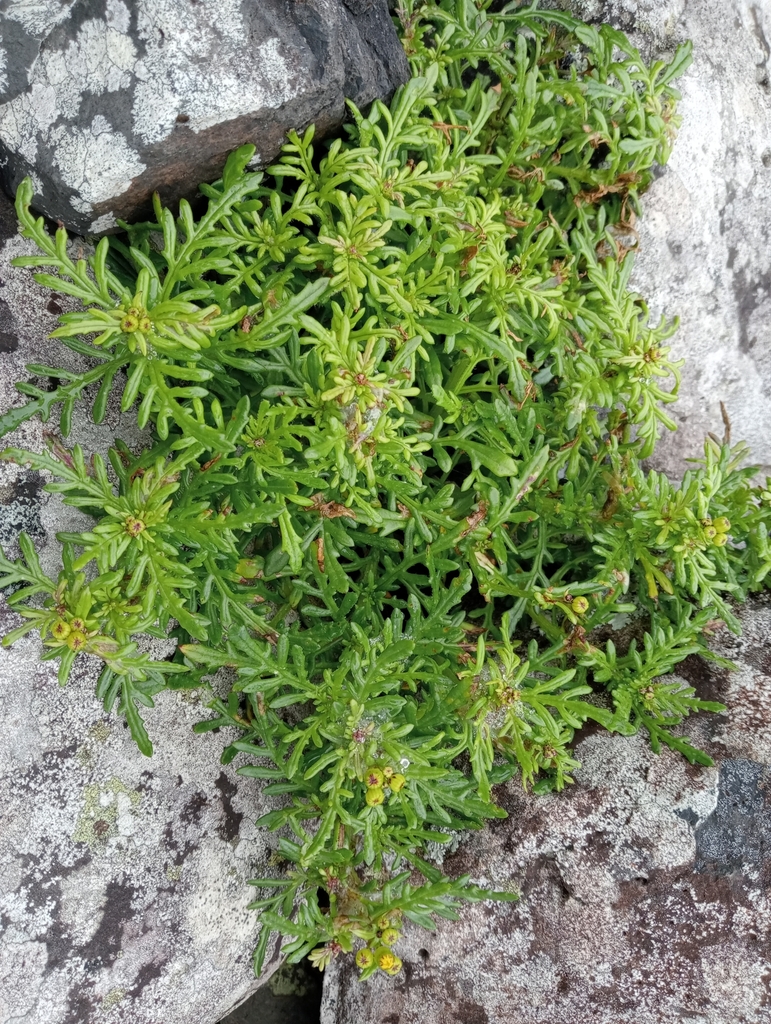 Shore Groundsel from Chatham Islands Territory 8016, New Zealand on ...