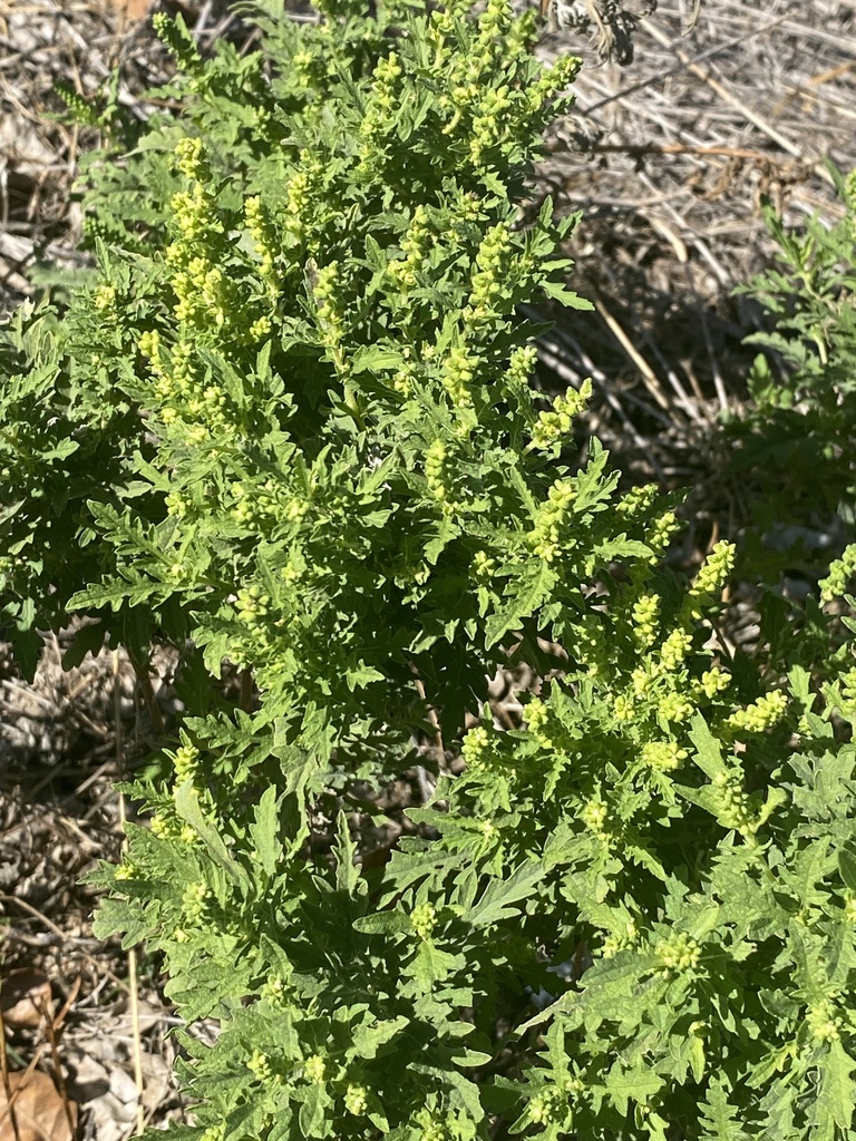 western ragweed from Midway Dr, Grapevine, TX, US on October 8, 2023 at ...