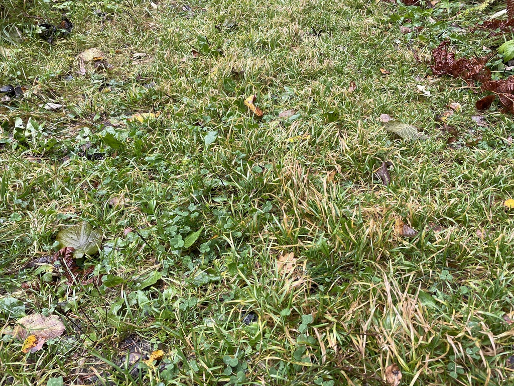 white clover from Odintsovskiy rayon, RU-MS, RU on October 6, 2023 at ...