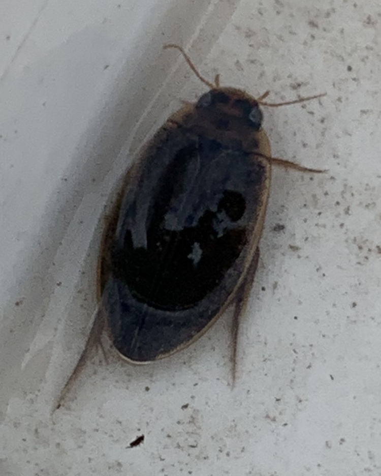 Rhantus in October 2023 by alieneai · iNaturalist