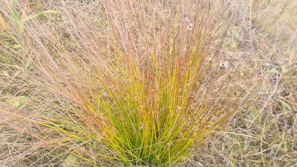 Thread Rush from Ханты-Мансийский автономный округ, Россия, 628140 on ...