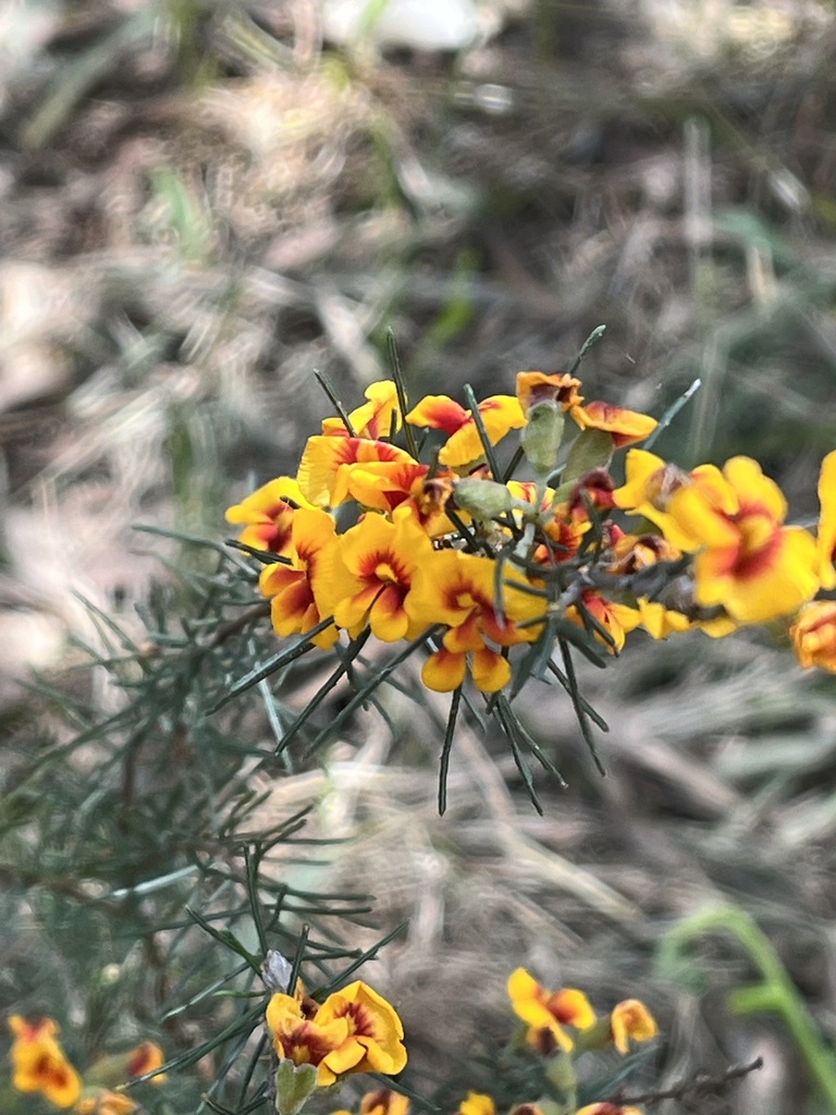 grey parrot pea from Pecks Dam Reserve, Montmorency, VIC, AU on October ...