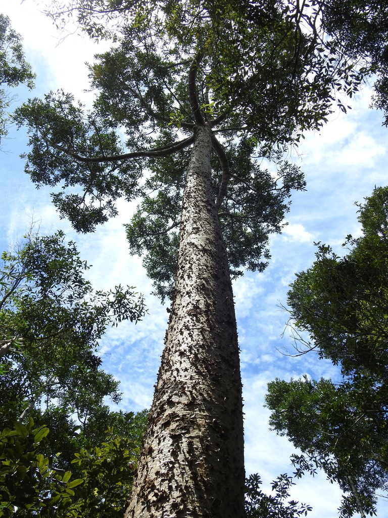 Queensland kauri from Takura QLD 4655, Australia on October 9, 2023 at ...