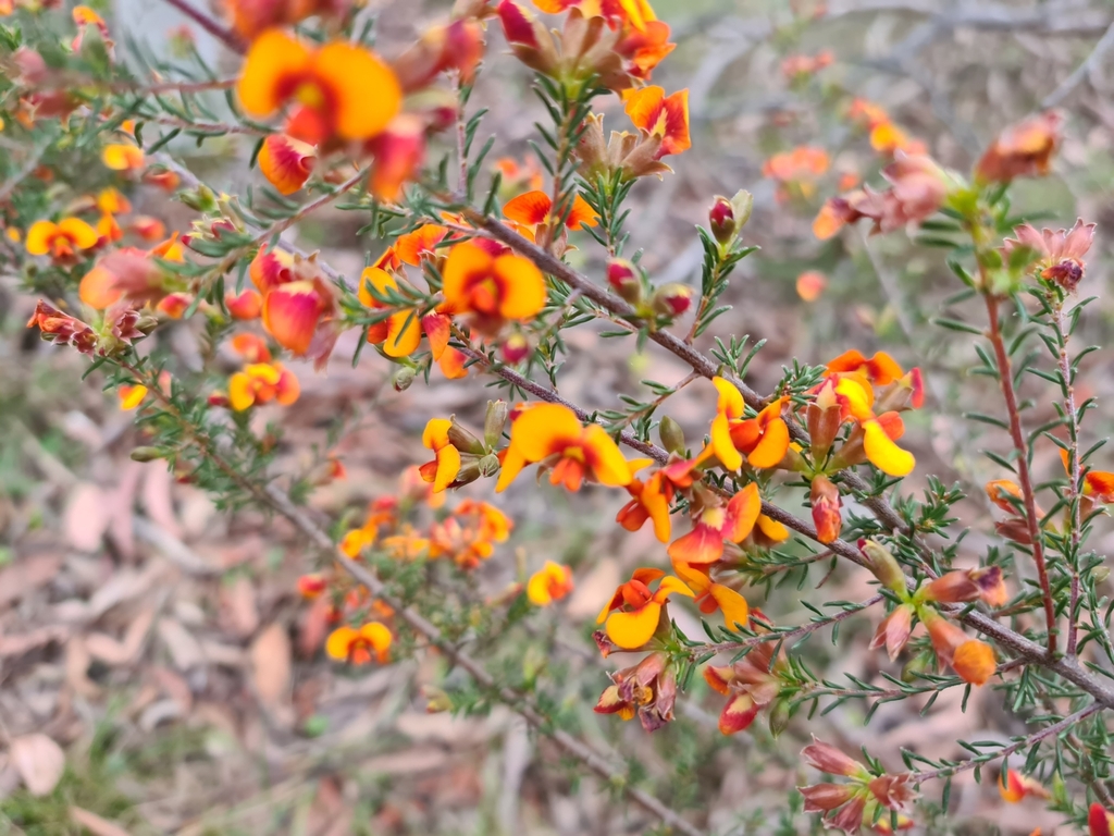 small-leaf parrot-pea in October 2023 by meeky26 · iNaturalist