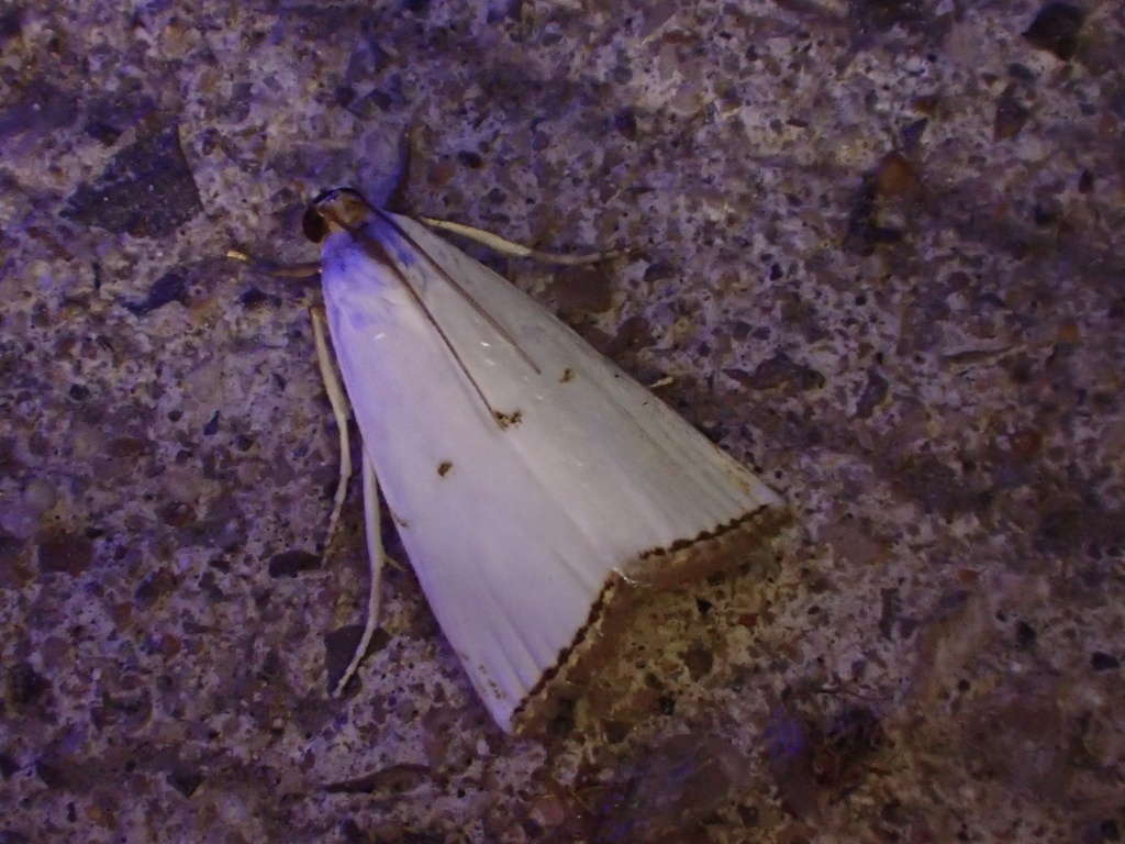 Northern Milky Argyria Moth from Norma Ln, Edinburg, TX, US on October ...